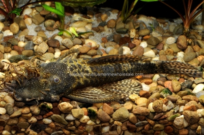 Nautilus Wholesale. PLECOSTOMUS