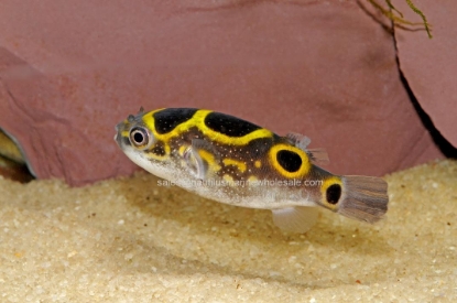 Nautilus Wholesale. PUFFERS