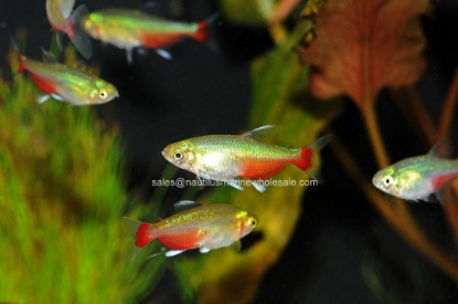 Nautilus Wholesale. TETRAS
