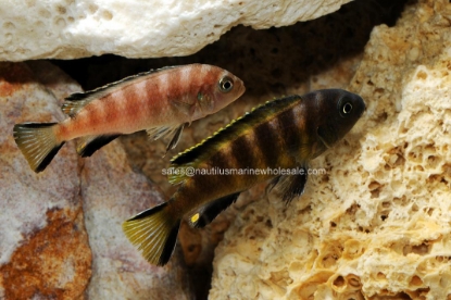 Nautilus Wholesale. Freshwater Fish