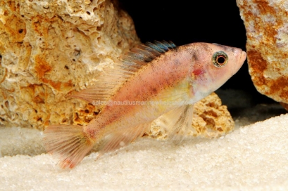 Nautilus Wholesale. Freshwater Fish