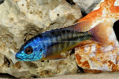 Nautilus Wholesale. Freshwater Fish