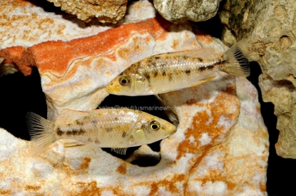 Nautilus Wholesale. AFRICAN