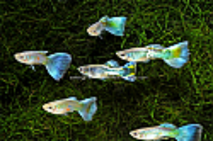 Nautilus Wholesale. MALES