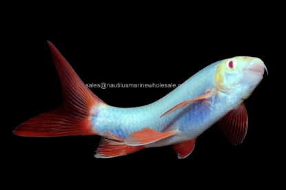 Nautilus Wholesale. GLOFISH®