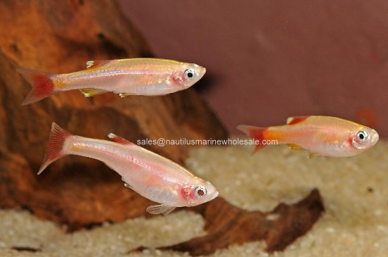 Nautilus Wholesale. DANIO: WHITE CLOUD GOLD (FL BRED)SCIENTIFIC NAME ...