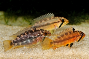 Nautilus Wholesale. Freshwater Fish