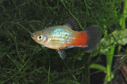 Nautilus Wholesale. PLATYS