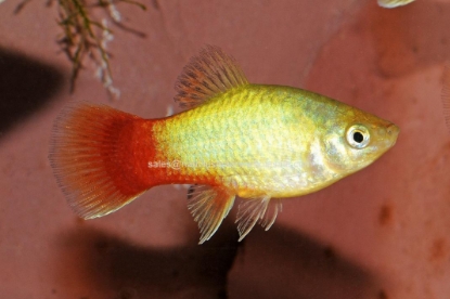Nautilus Wholesale. PLATYS