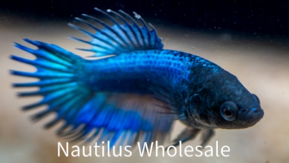 Nautilus Wholesale. BETTAS - IMPORTED