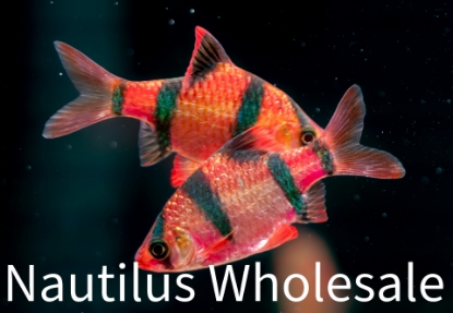 Nautilus Wholesale. GLOFISH®