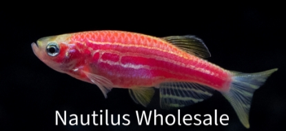 Nautilus Wholesale. GLOFISH®