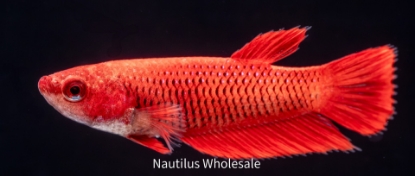 Nautilus Wholesale. BETTAS - IMPORTED