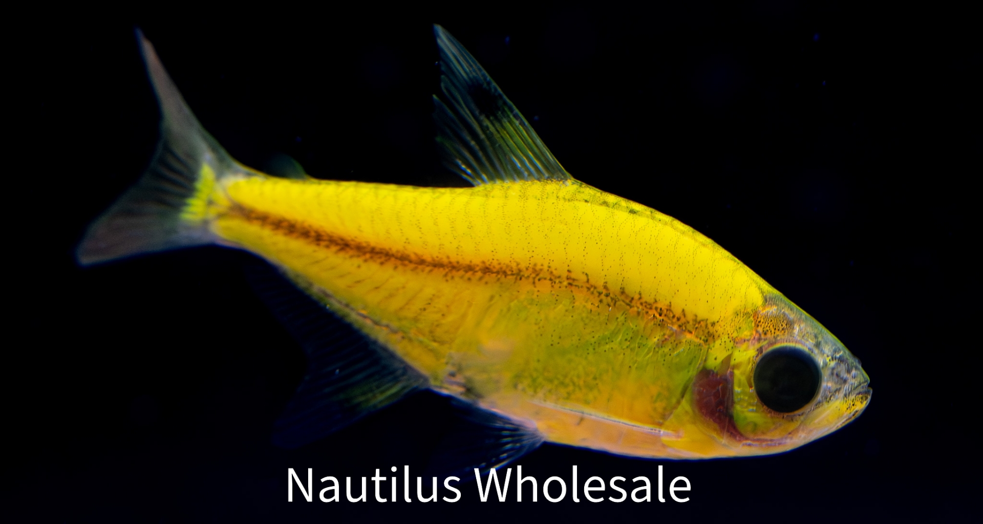 Nautilus Wholesale. GLOFISH® : PRISTELLA TETRA SUNBURST ...