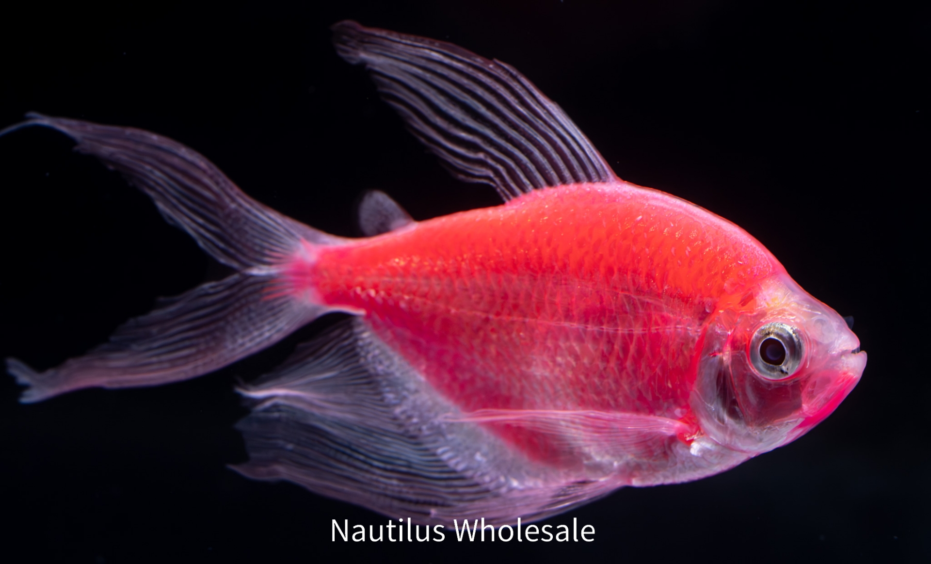 Nautilus Wholesale. GLOFISH® TETRA STARFIRE RED® LONGFIN SCIENTIFIC ...
