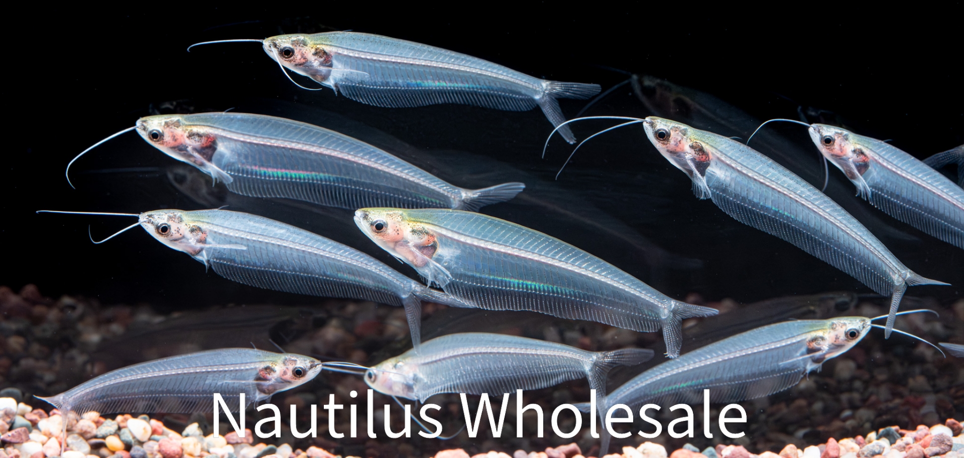 Nautilus Wholesale. TETRA: GREEN NEON SCIENTIFIC NAME: PARACHEIRODON ...