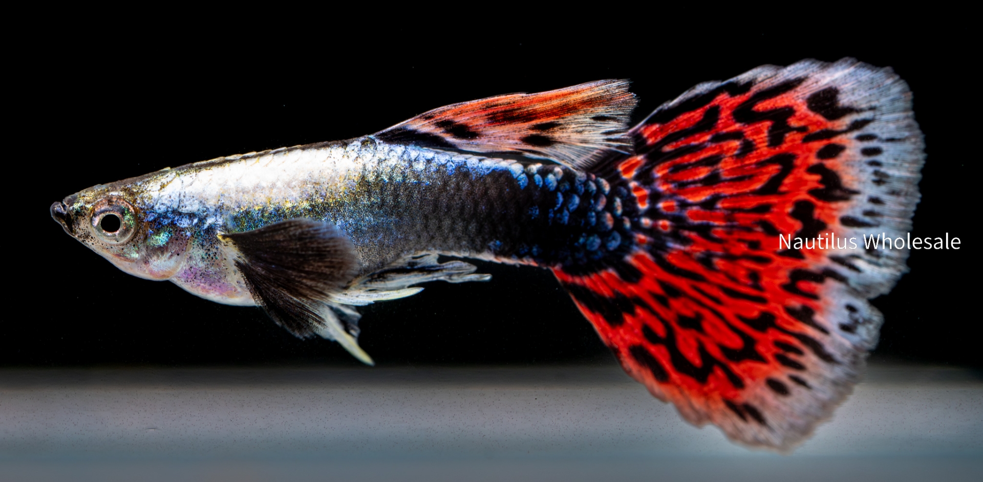 Nautilus Wholesale. GUPPY: ASST DUMBO EAR MALE SCIENTIFIC NAME ...