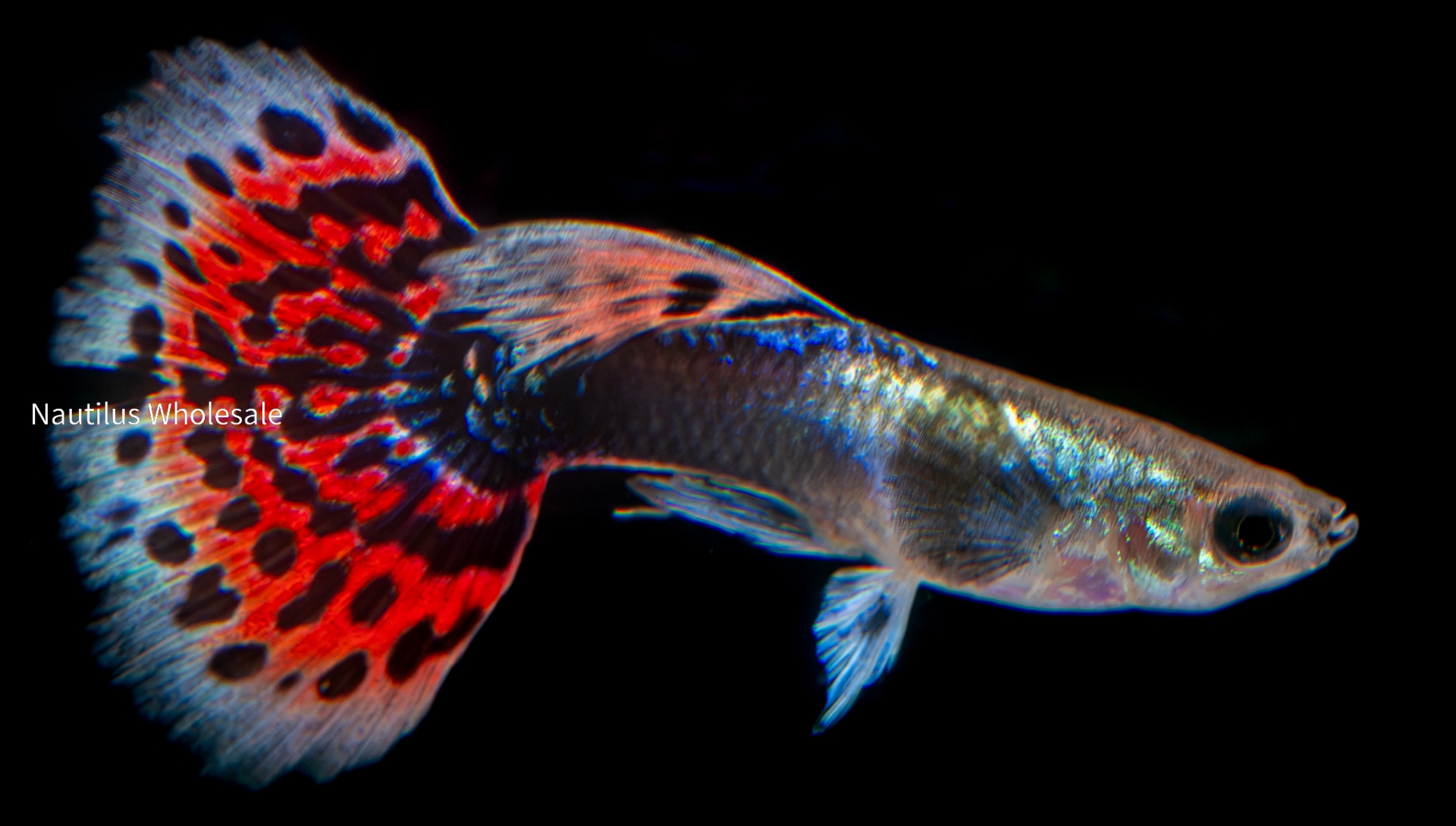 Nautilus Wholesale. GUPPY: ASST DUMBO EAR MALE SCIENTIFIC NAME ...