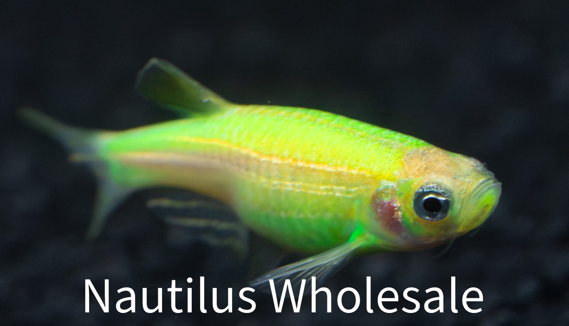 Nautilus Wholesale. GLOFISH® : ELECTRIC GREEN® DANIO SCIENTIFIC NAME ...