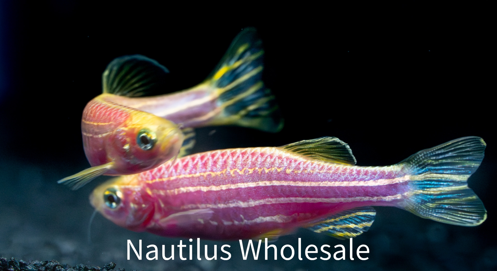 Nautilus Wholesale. GLOFISH® : GALACTIC PURPLE® SCIENTIFIC NAME ...
