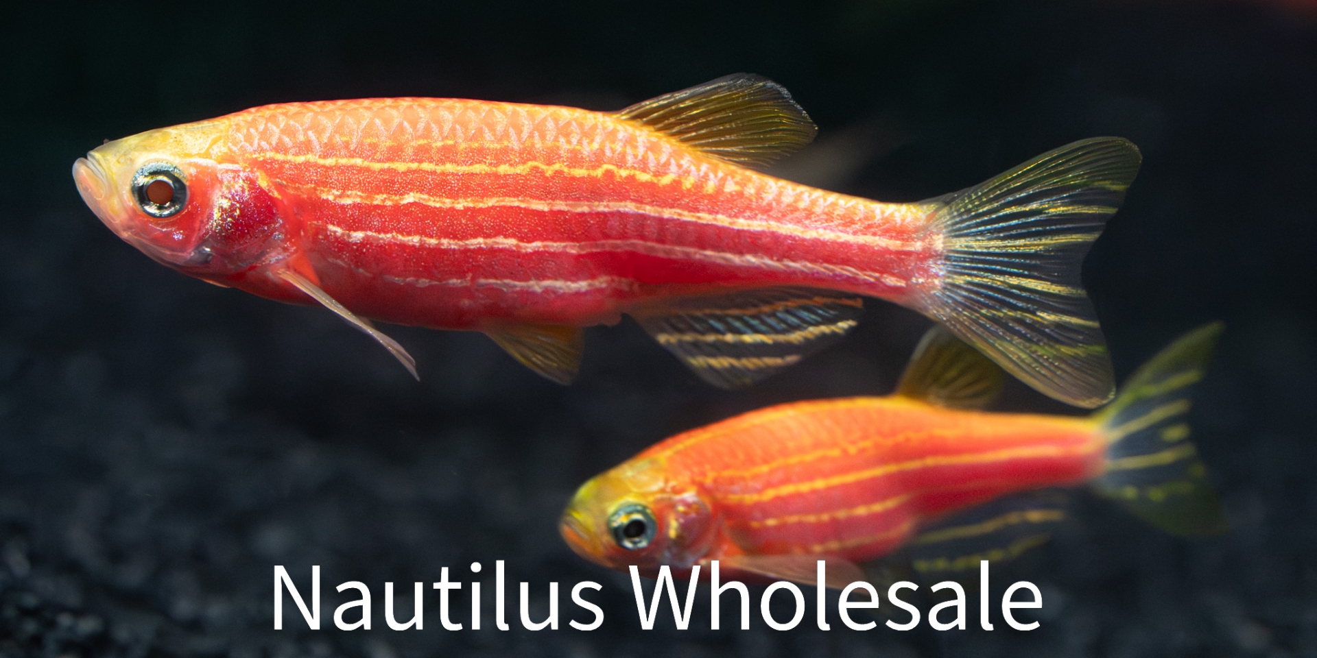 Nautilus Wholesale. GLOFISH® : STARFIRE RED® SCIENTIFIC NAME ...